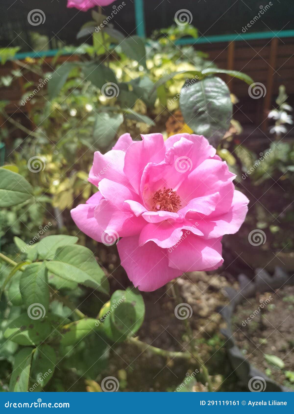 Pretty pink rose stock image. Image of pretty, pink - 291119161