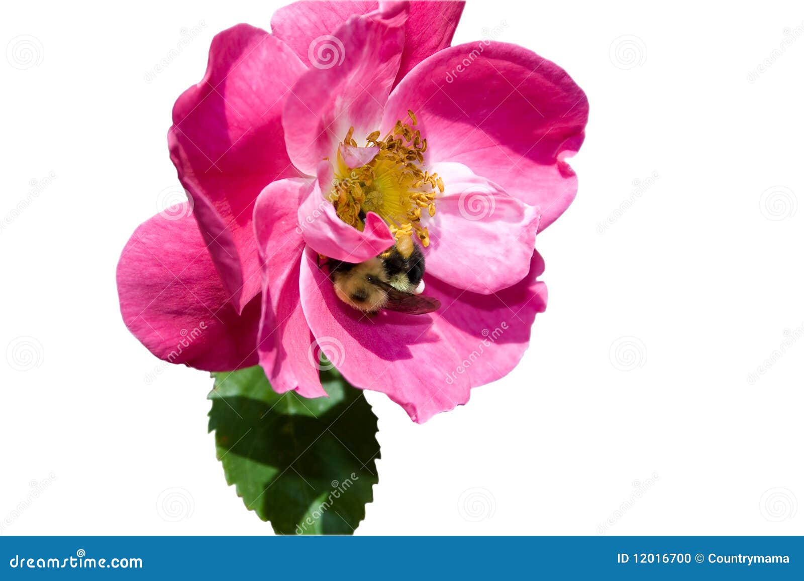 Pretty Pink Rose with a Bee on it. Stock Photo - Image of fragrant ...
