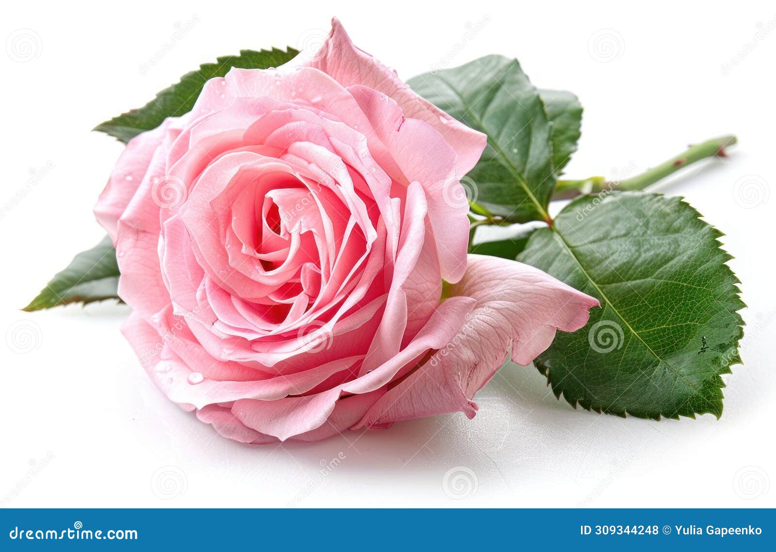 A Pretty Pink Rose is Flower on a White Background Stock Photo - Image ...