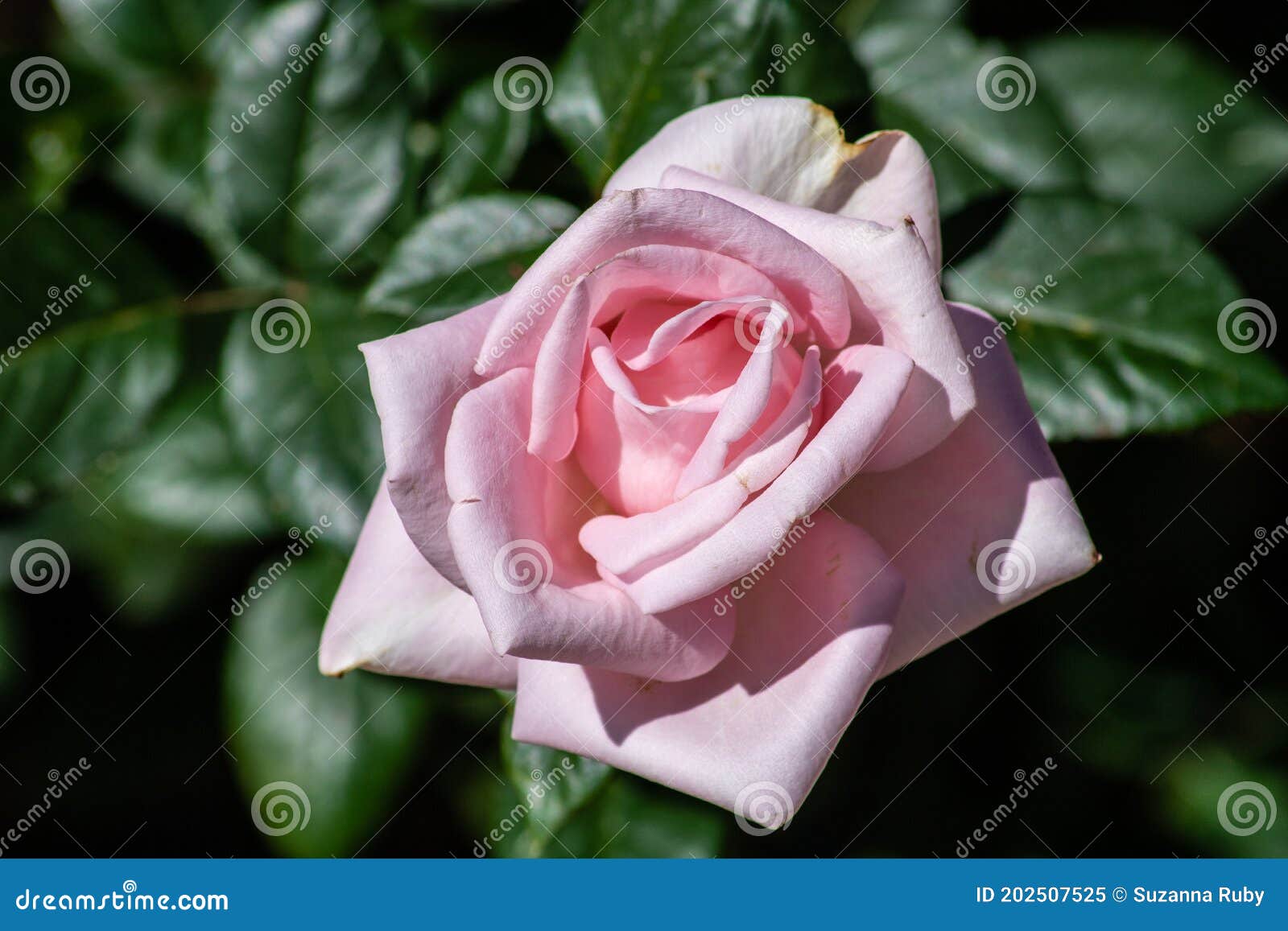 Pretty pink rose stock image. Image of environment, bright - 202507525