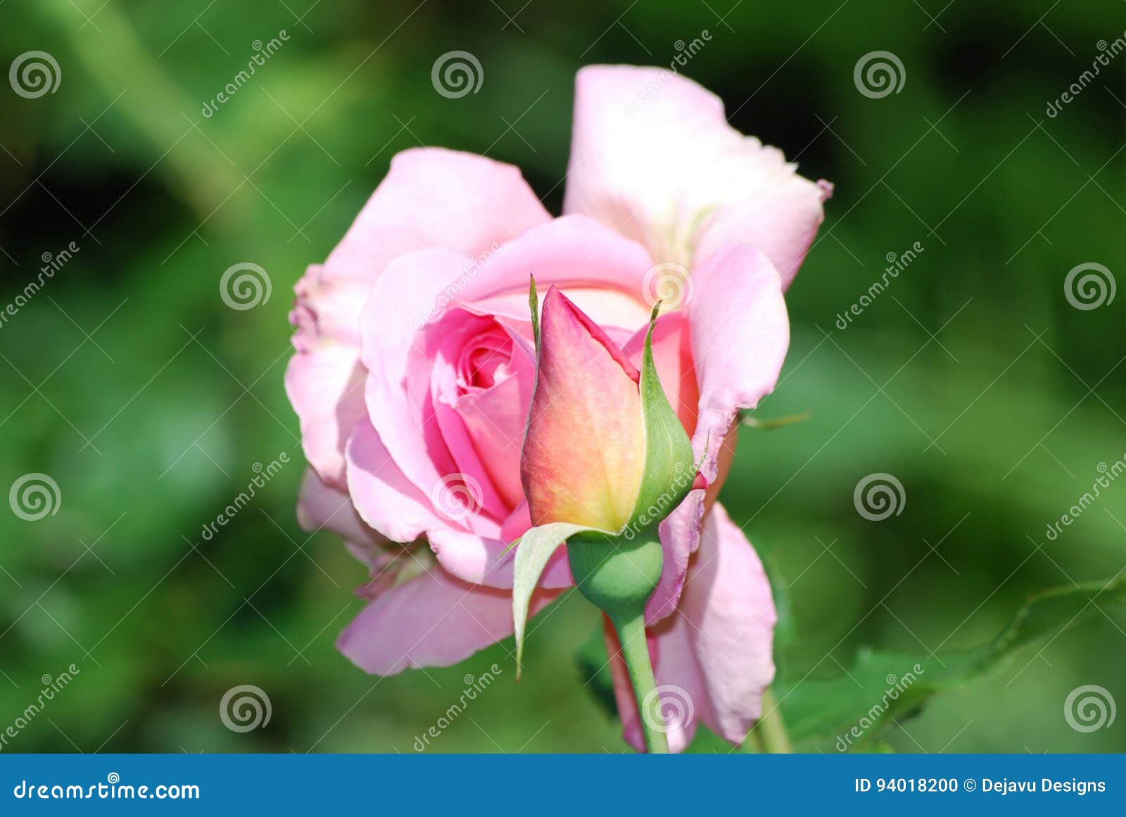 Pretty Pink Rose and Rose Bud in Bloom Stock Photo - Image of ...
