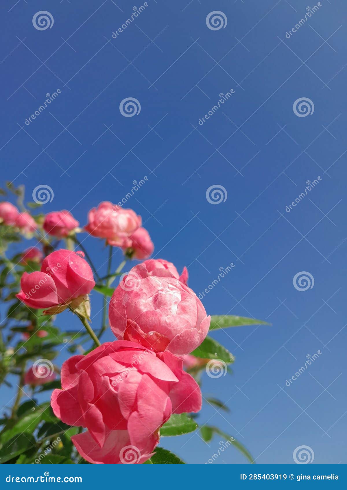 Pretty Pink Roses in the Back Garden Stock Image - Image of roses, pink ...