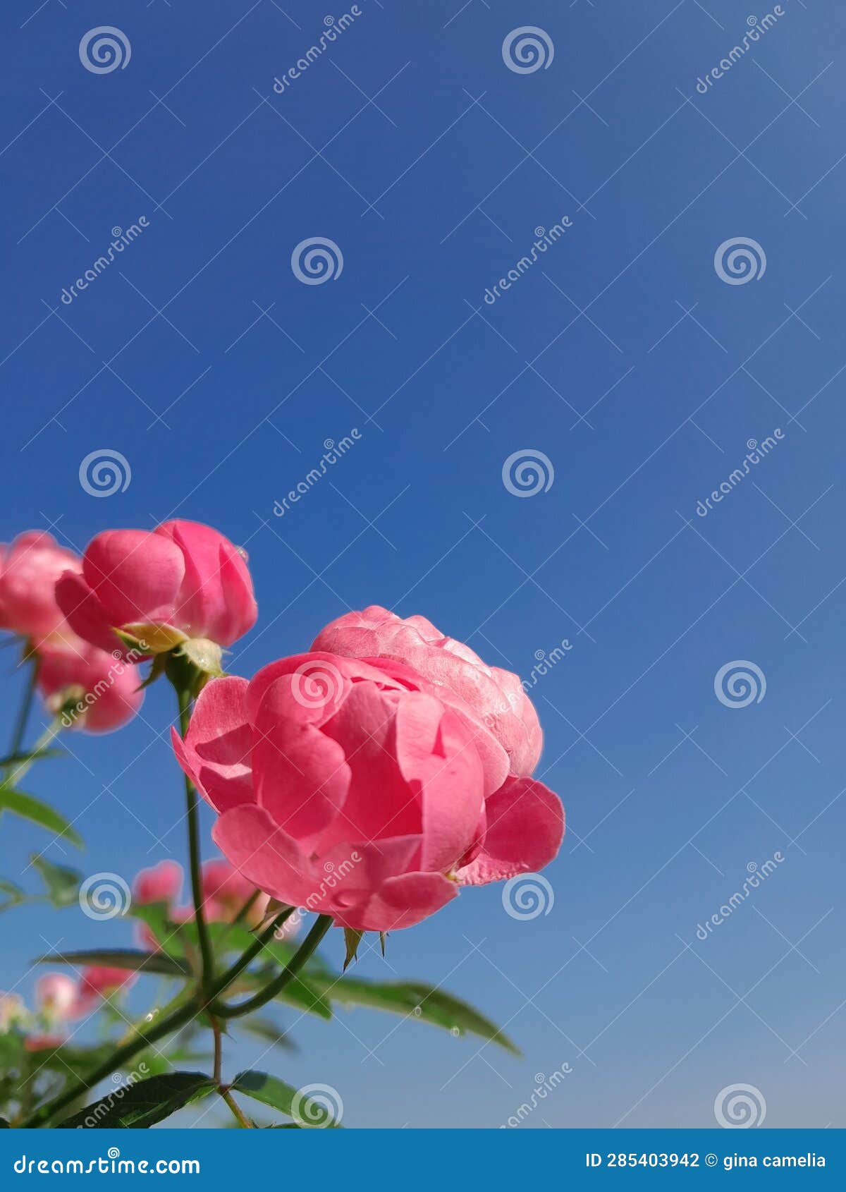 Pretty Pink Roses in the Back Garden Stock Photo - Image of pink ...