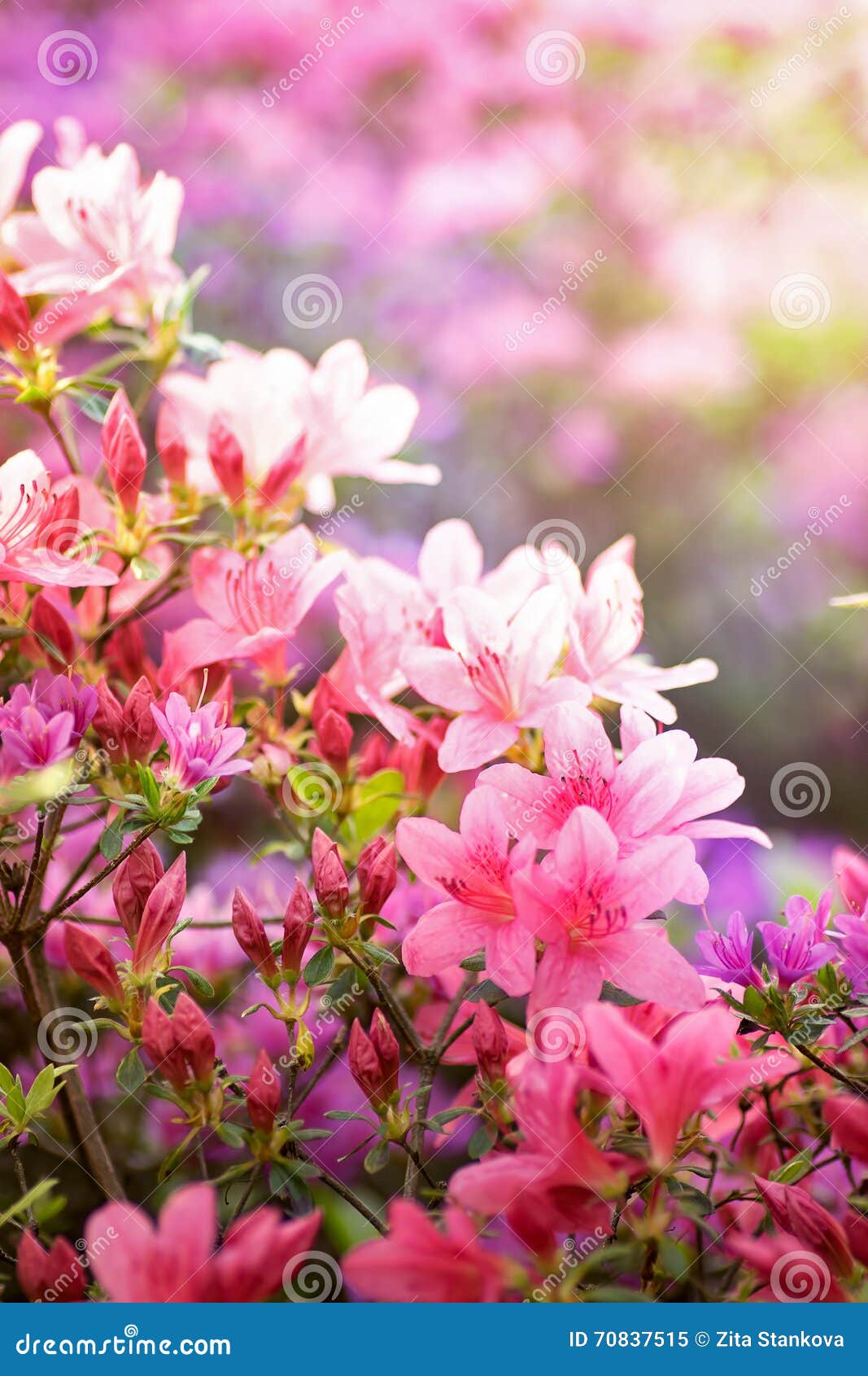 Pretty pink spring flowers stock image. Image of pink - 70837515