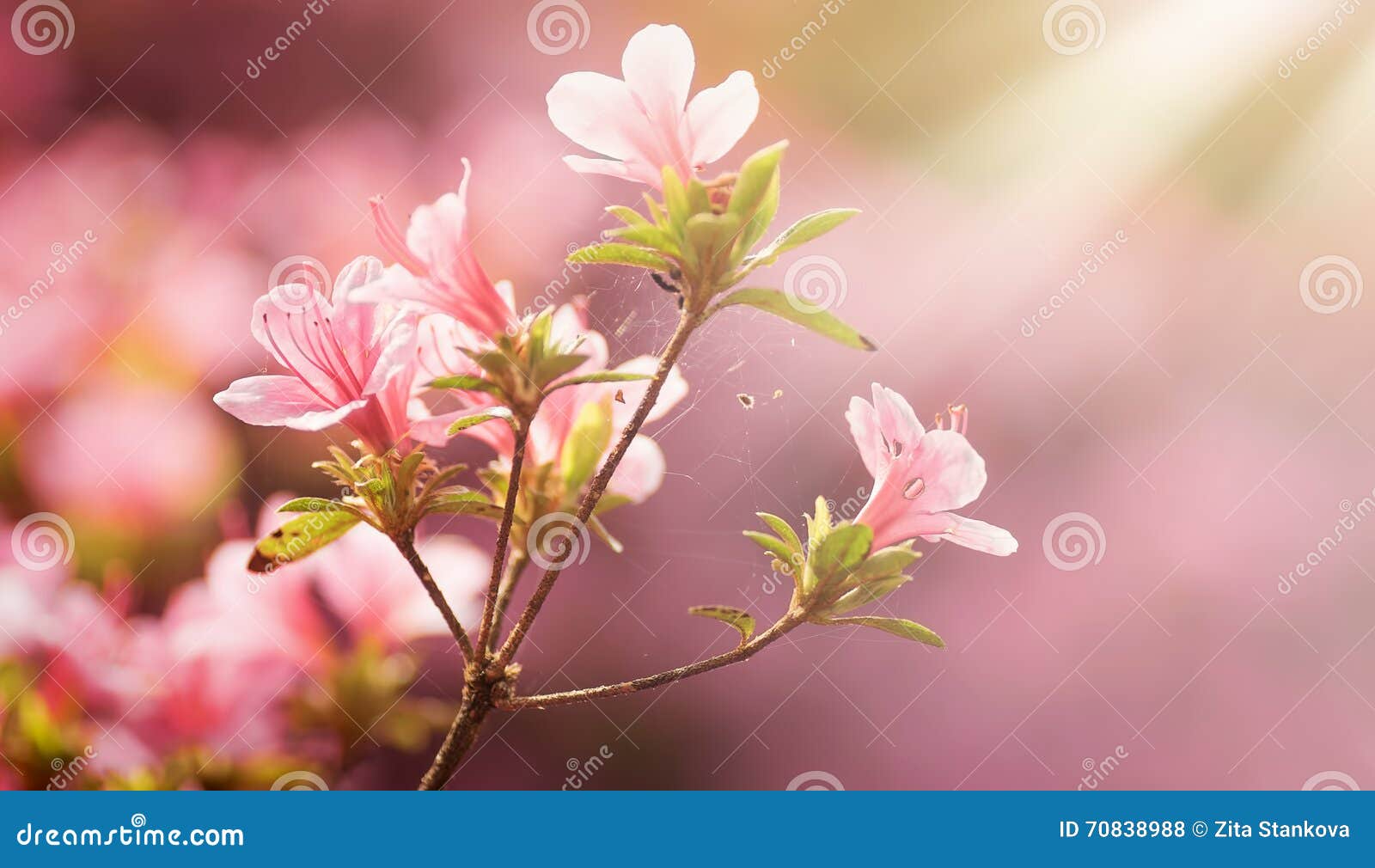 Pretty pink spring flowers stock photo. Image of colorful - 70838988