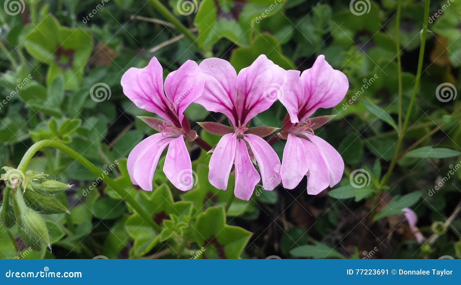 Pretty in Pink stock image. Image of petals, pink, pretty - 77223691