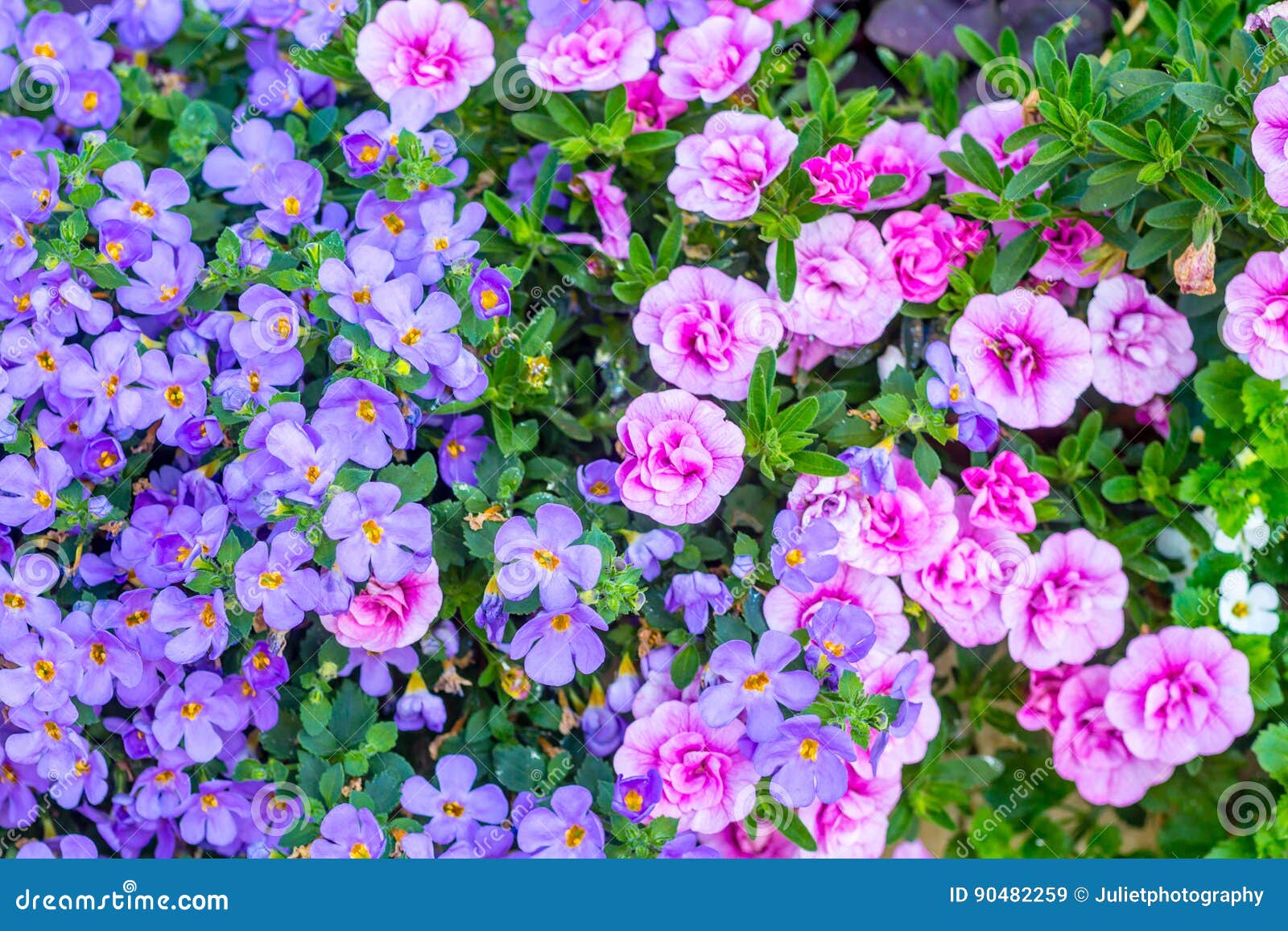 Pretty Pink and Violet Flowers Stock Image - Image of rose, plenty ...