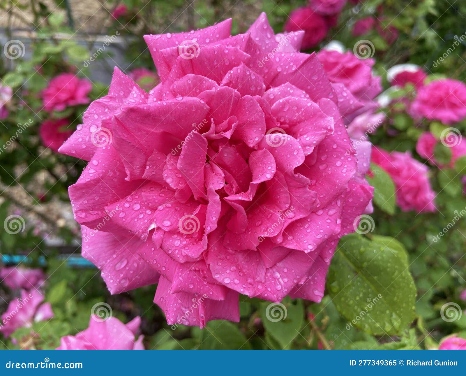 Pretty Pink Wet Rose in May in Spring Stock Image - Image of flower ...