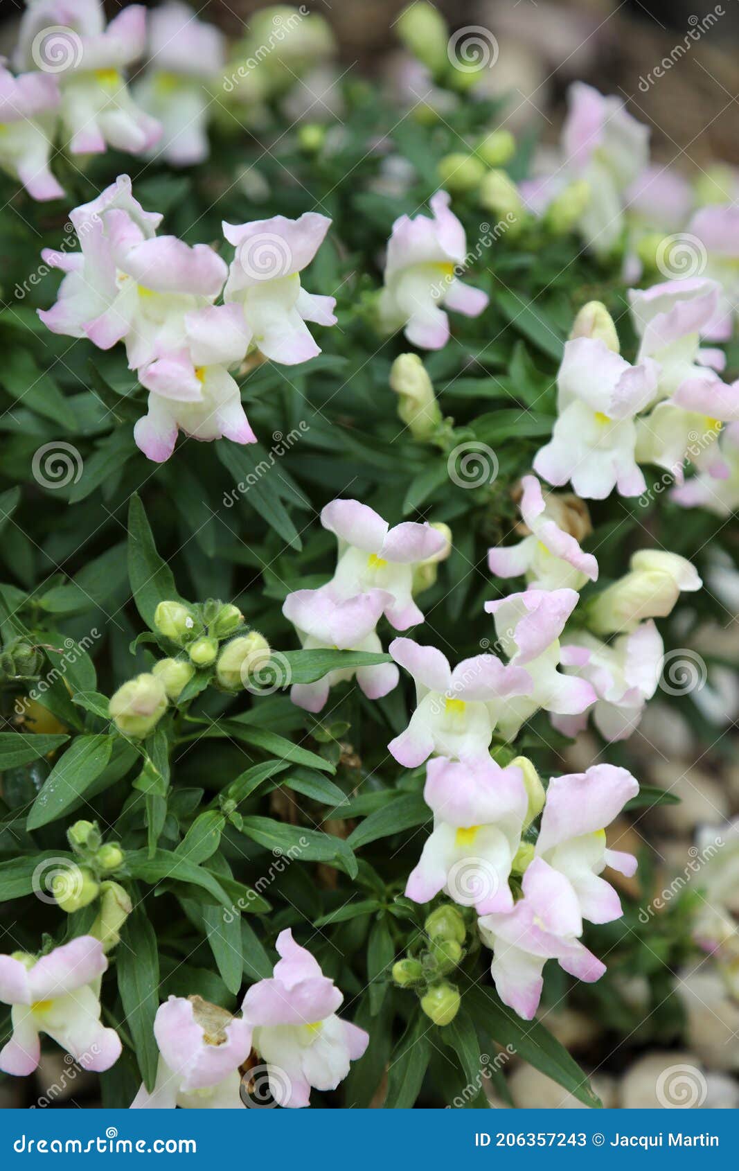 Pretty Pink and White Snapdragons Stock Image - Image of dragon ...