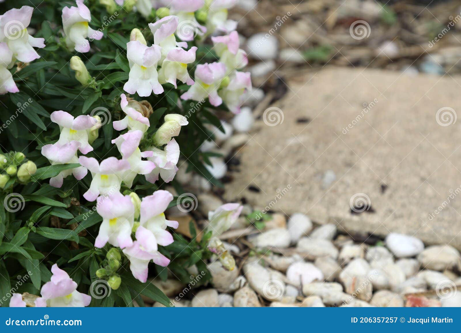 Pretty Pink and White Snapdragons Stock Image - Image of head, annuals ...