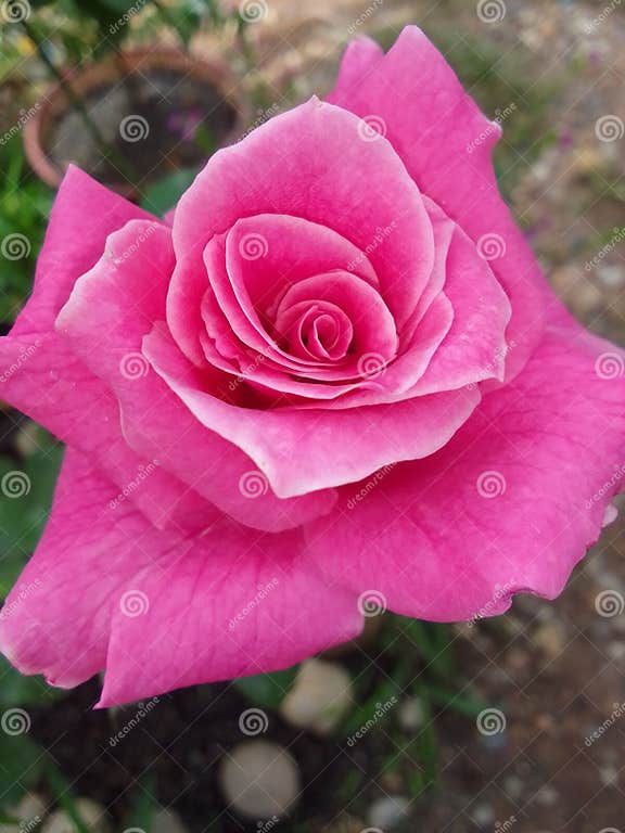 Pretty Pinky Rose stock photo. Image of bouquet, blossom - 270106846