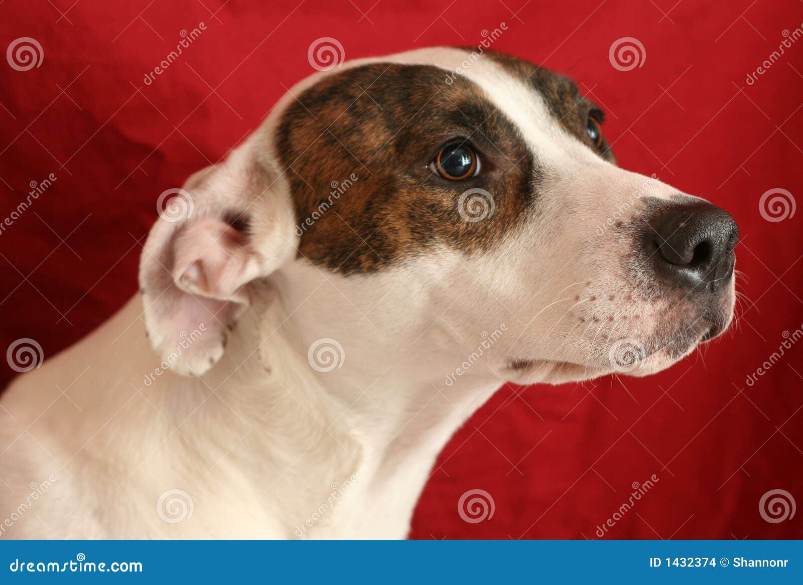 Pretty Pit Picture. Image: 1432374