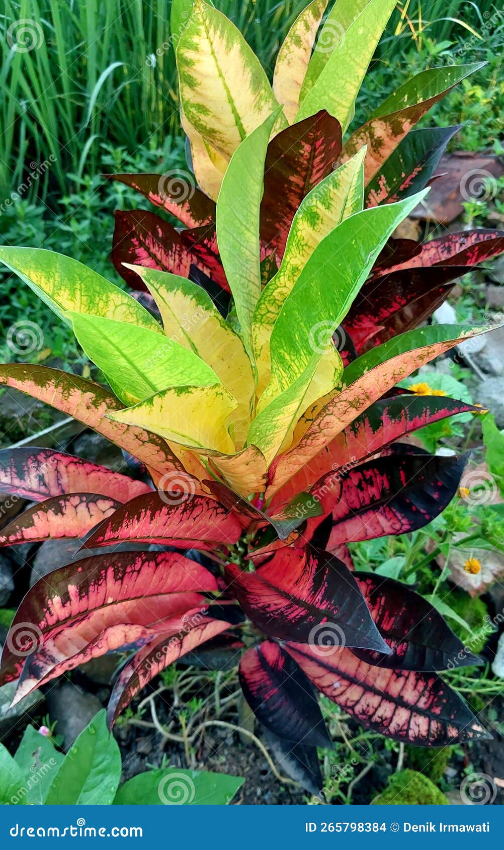 Pretty Plant at the Backyard Stock Photo - Image of pretty, flower ...