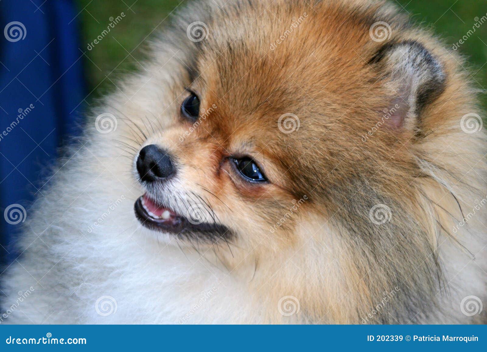 Pretty Pomeranian stock image. Image of listen, groomed - 202339