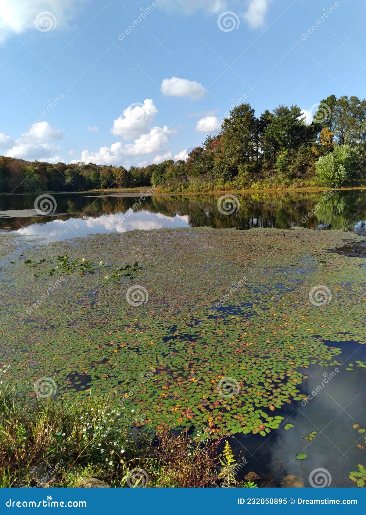Pretty Pond on a Back Country Road Stock Image - Image of road, back ...