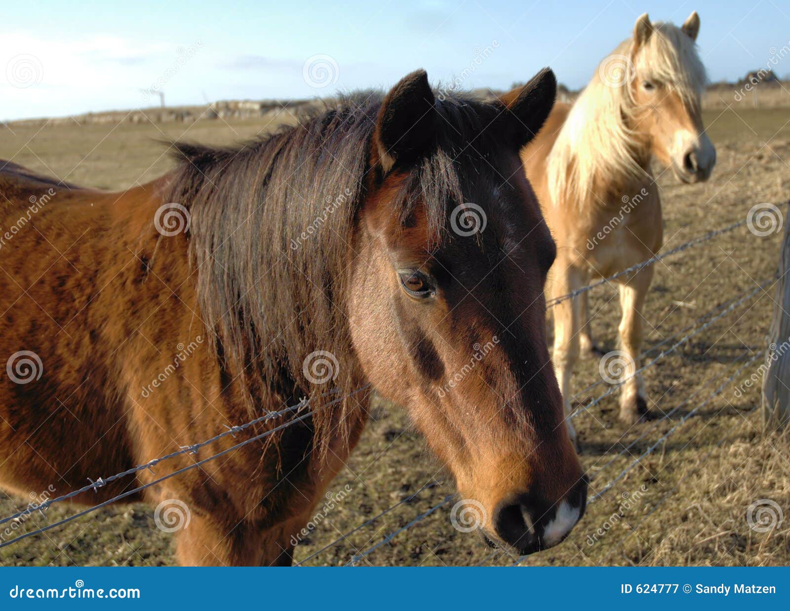 Pretty ponies stock image. Image of pretty, beauty, country - 624777