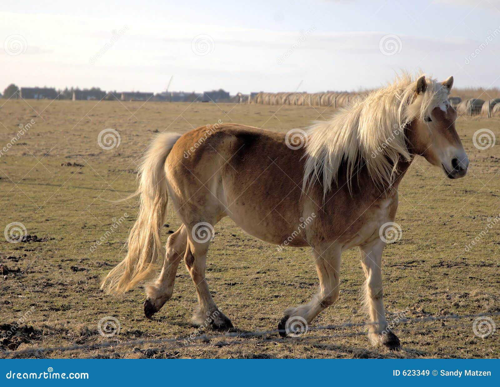 Pretty Pony stock image. Image of pony, mane, move, beauty - 623349