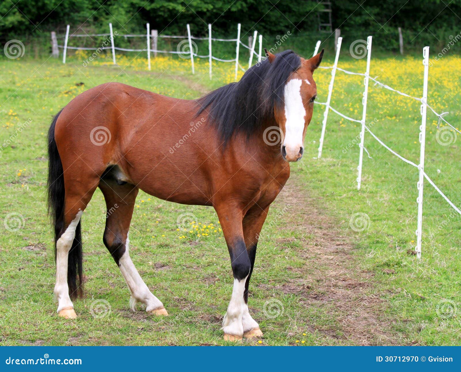 Pretty Pony stock photo. Image of spring, riding, face - 30712970