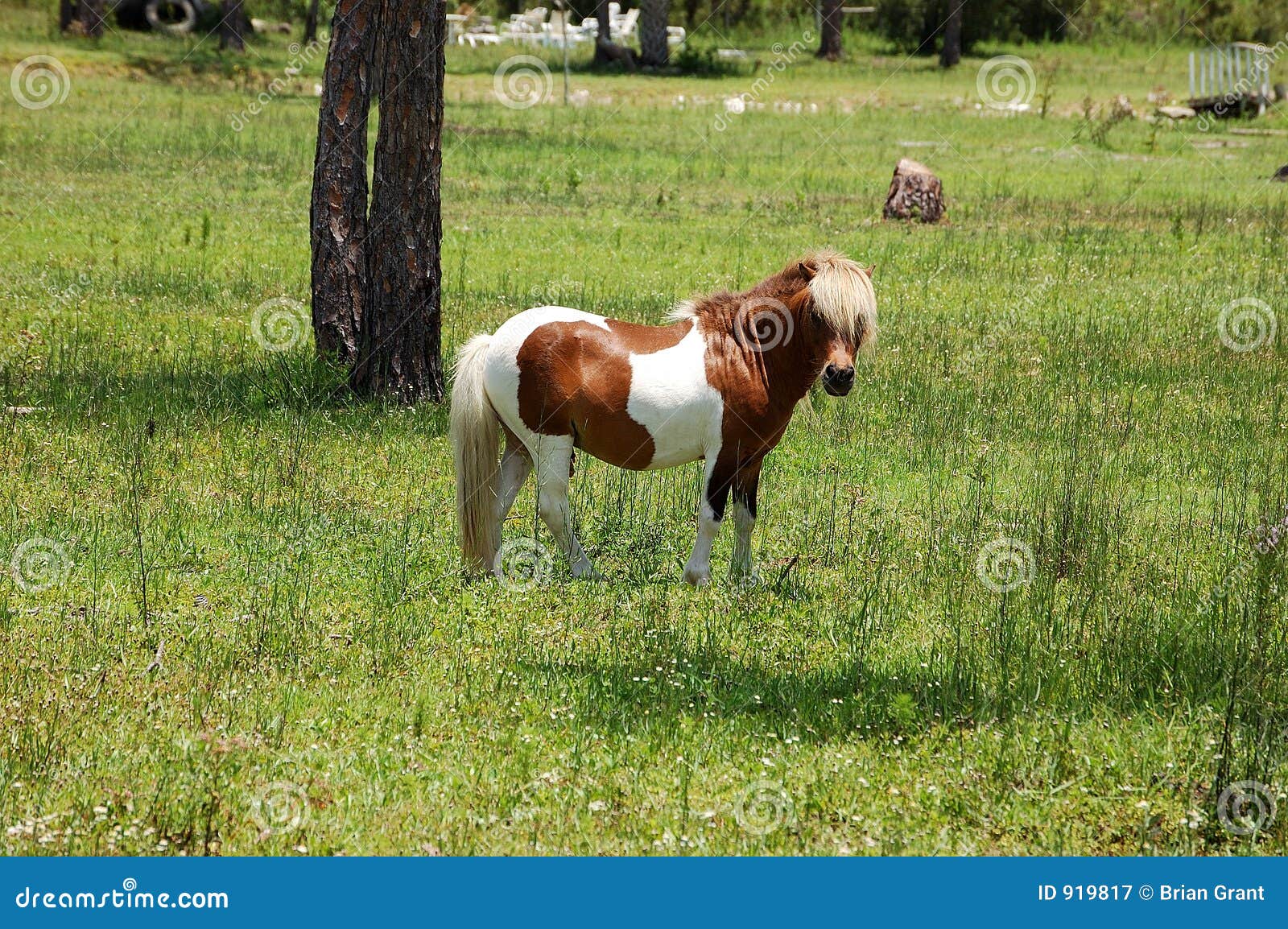 Pretty Pony Outstanding in His Field Stock Image - Image of spotted ...