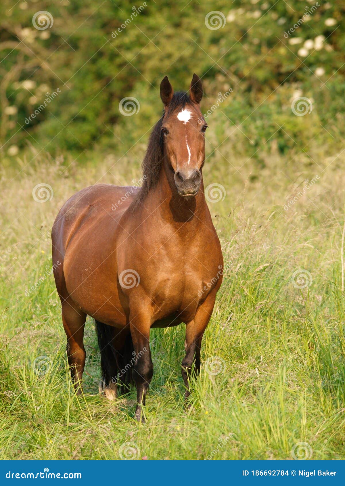 Pretty Pony in Paddock stock photo. Image of alone, long - 186692784