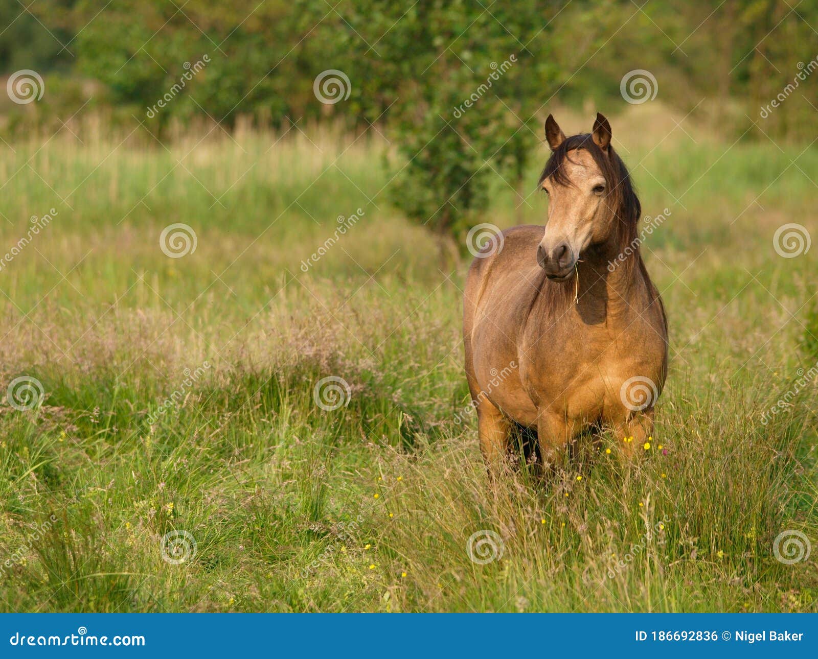 Pretty Pony in Paddock stock photo. Image of connemara - 186692836