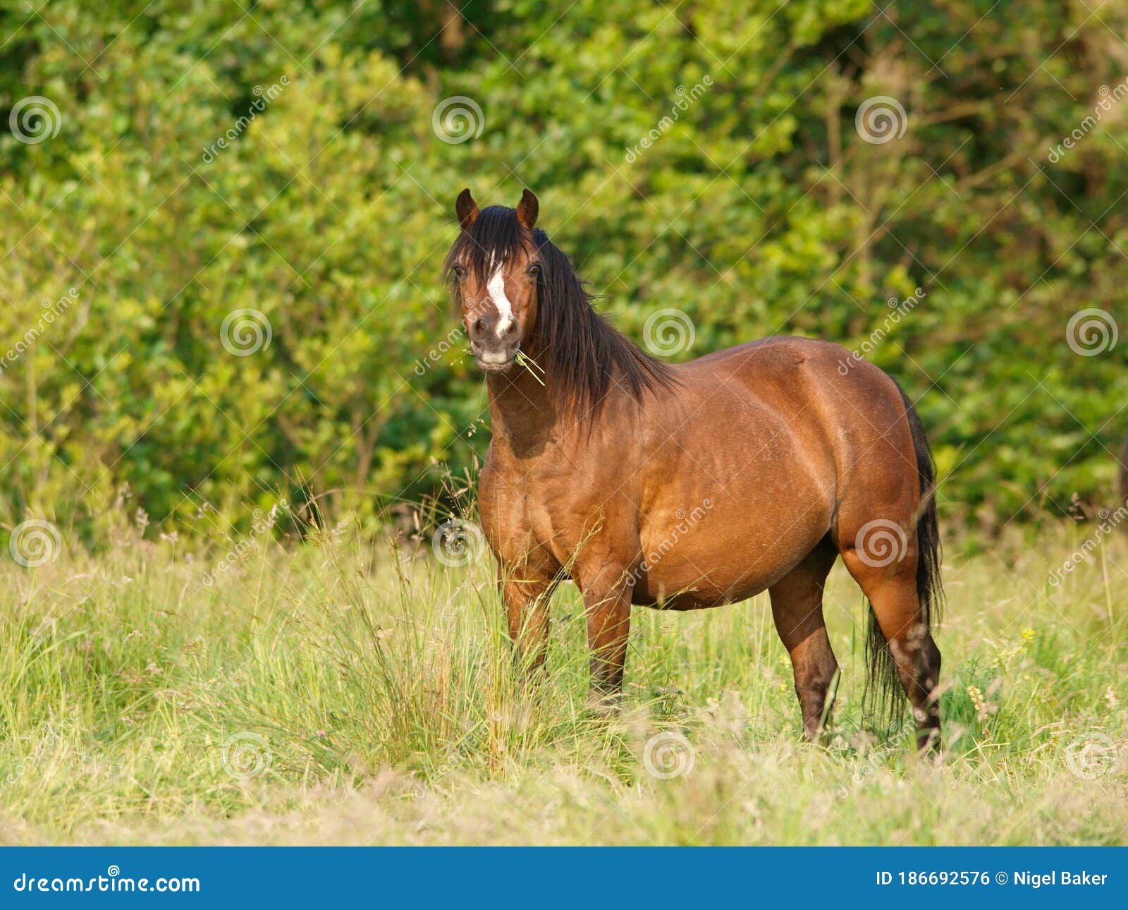 Pretty Pony in Paddock stock photo. Image of long, grazing - 186692576