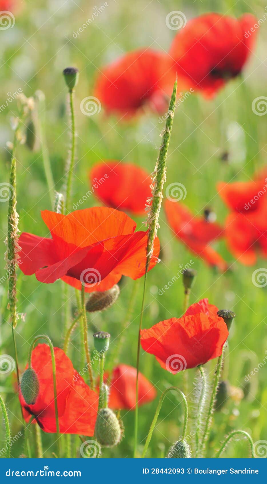 Pretty poppies stock image. Image of delicate, summer - 28442093