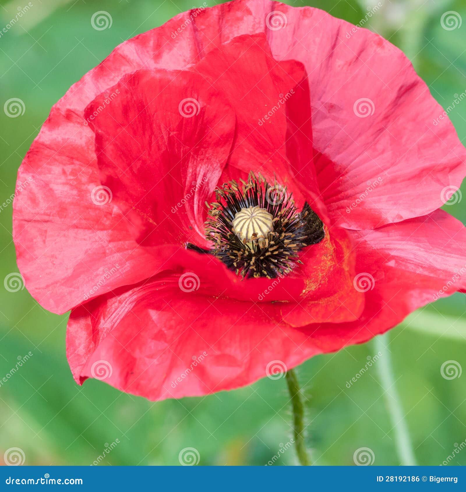 Pretty Poppy stock photo. Image of anther, stamen, nature - 28192186