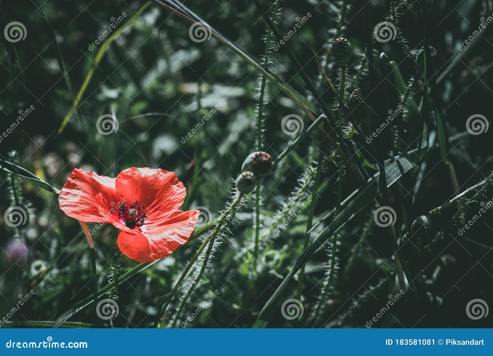 Pretty poppy in a field stock image. Image of plant - 183581081