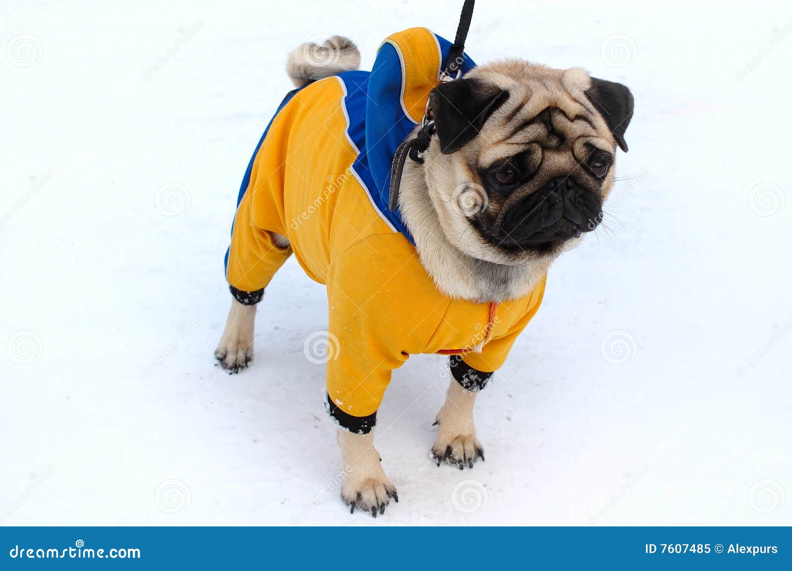 Pretty Pug-dog in Winter Outerwear. Stock Image - Image of stylish ...