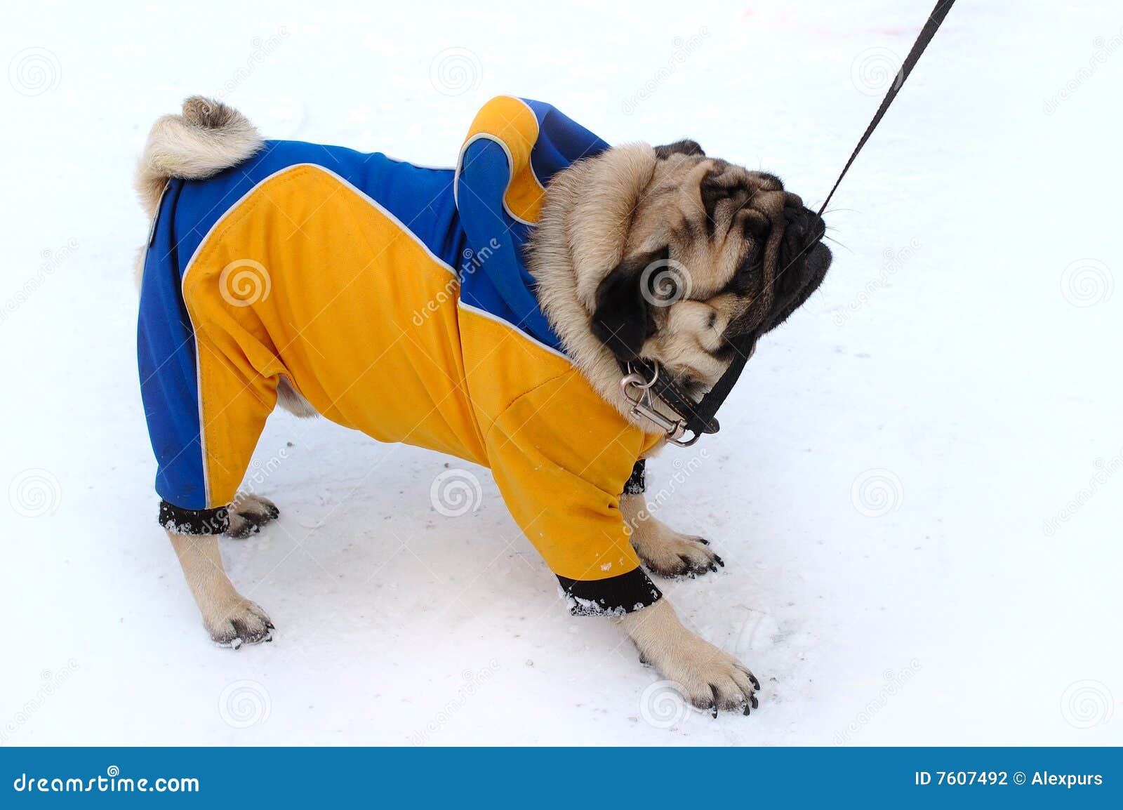 Pretty Pug-dog in Winter Outerwear. Stock Photo - Image of clothes ...