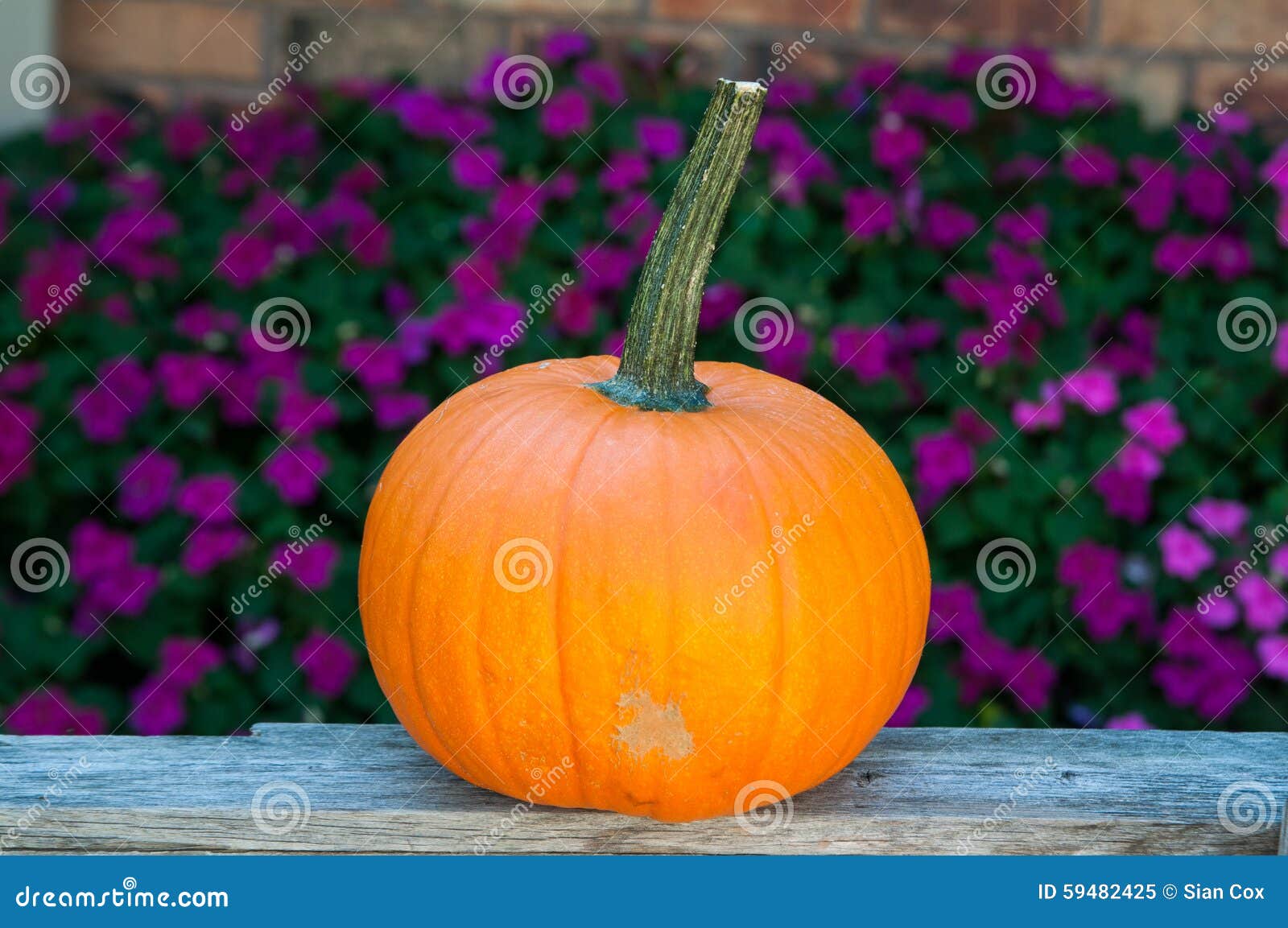 Pretty pumpkin stock image. Image of harvest, pumpkin - 59482425