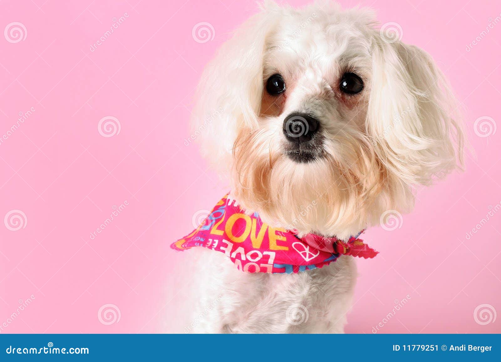 Pretty pup in pink stock image. Image of puppy, love - 11779251