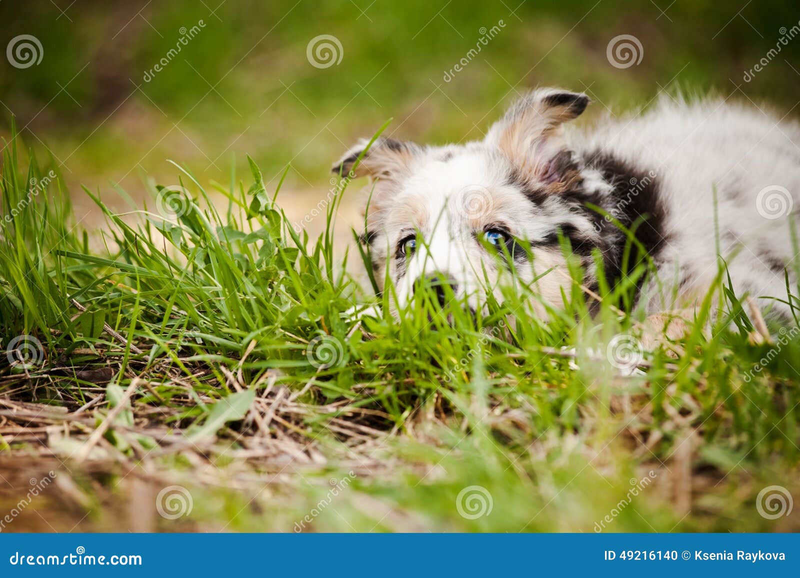Pretty puppy border collie stock photo. Image of friendship - 49216140