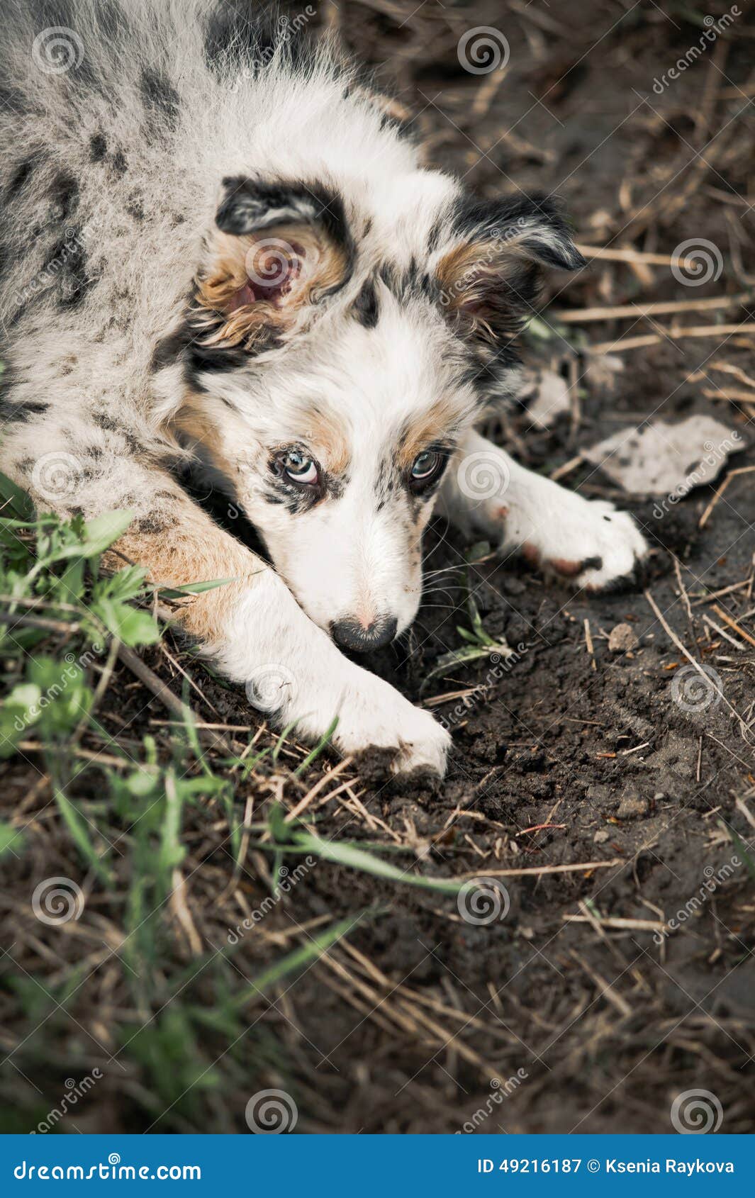 Pretty puppy border collie stock image. Image of merle - 49216187