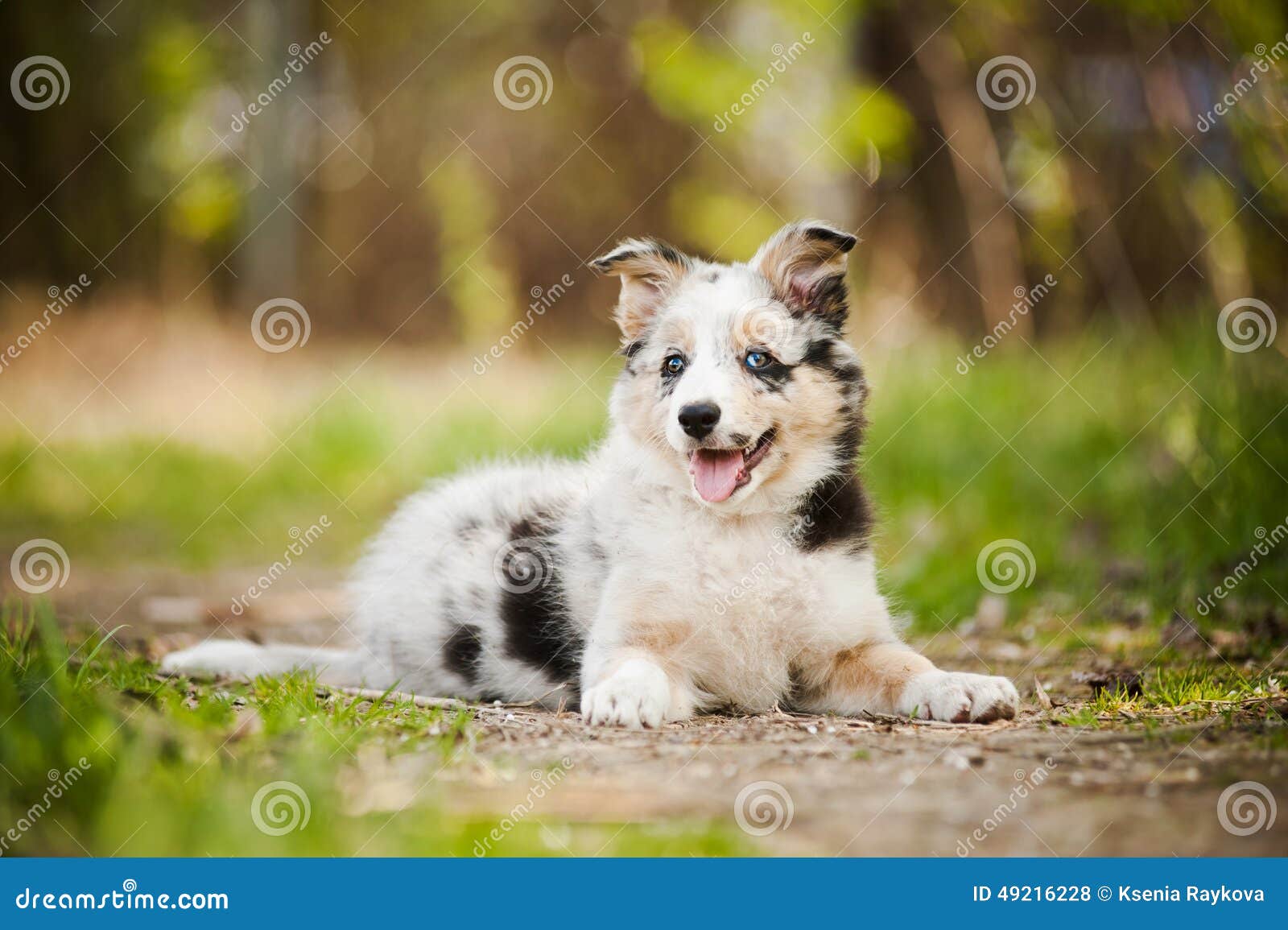 Pretty puppy border collie stock photo. Image of adorable - 49216228