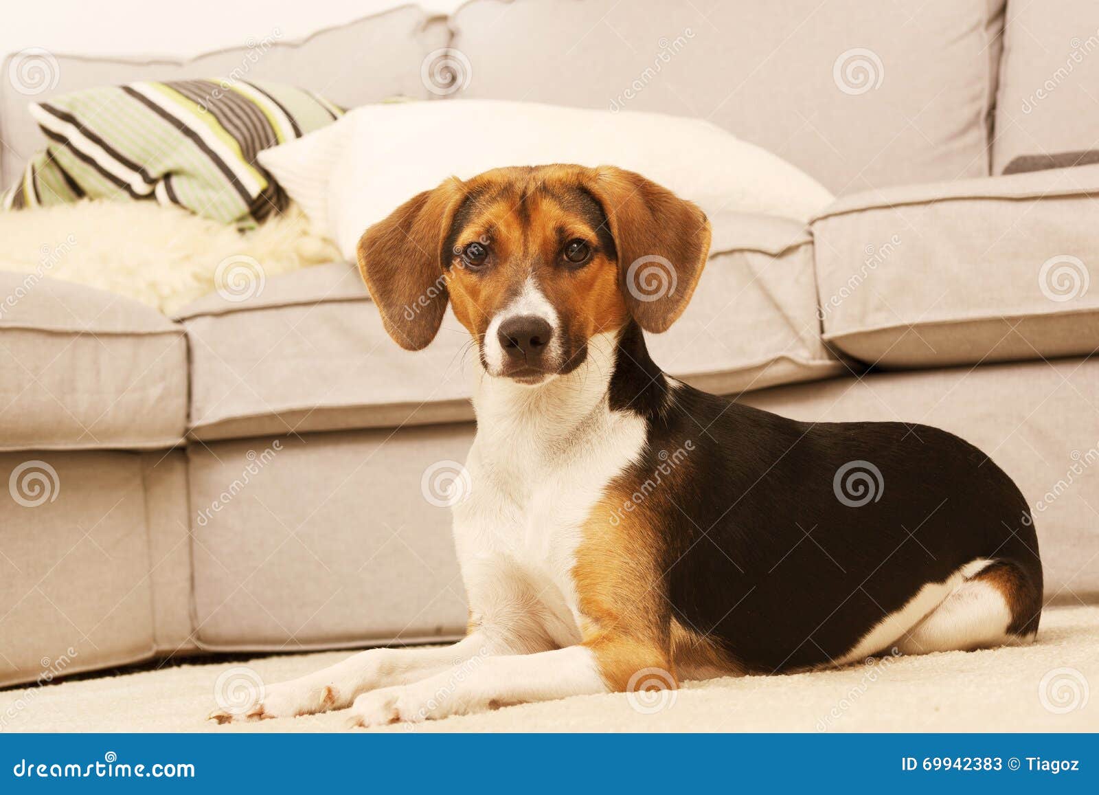 Pretty Puppy in Living Room Stock Image - Image of warm, couch: 69942383