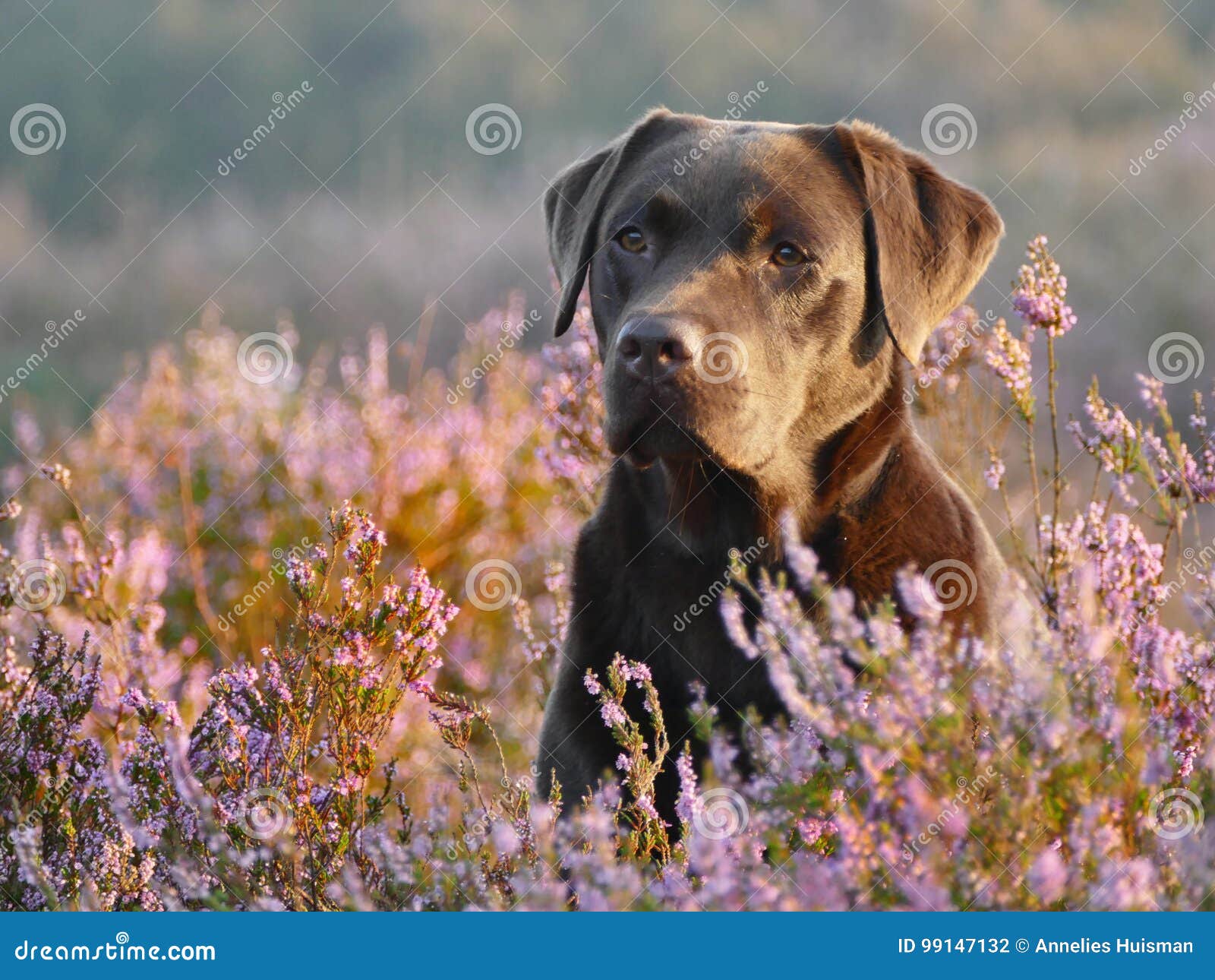 Pretty in purple stock photo. Image of labrador, posinglabrador - 99147132