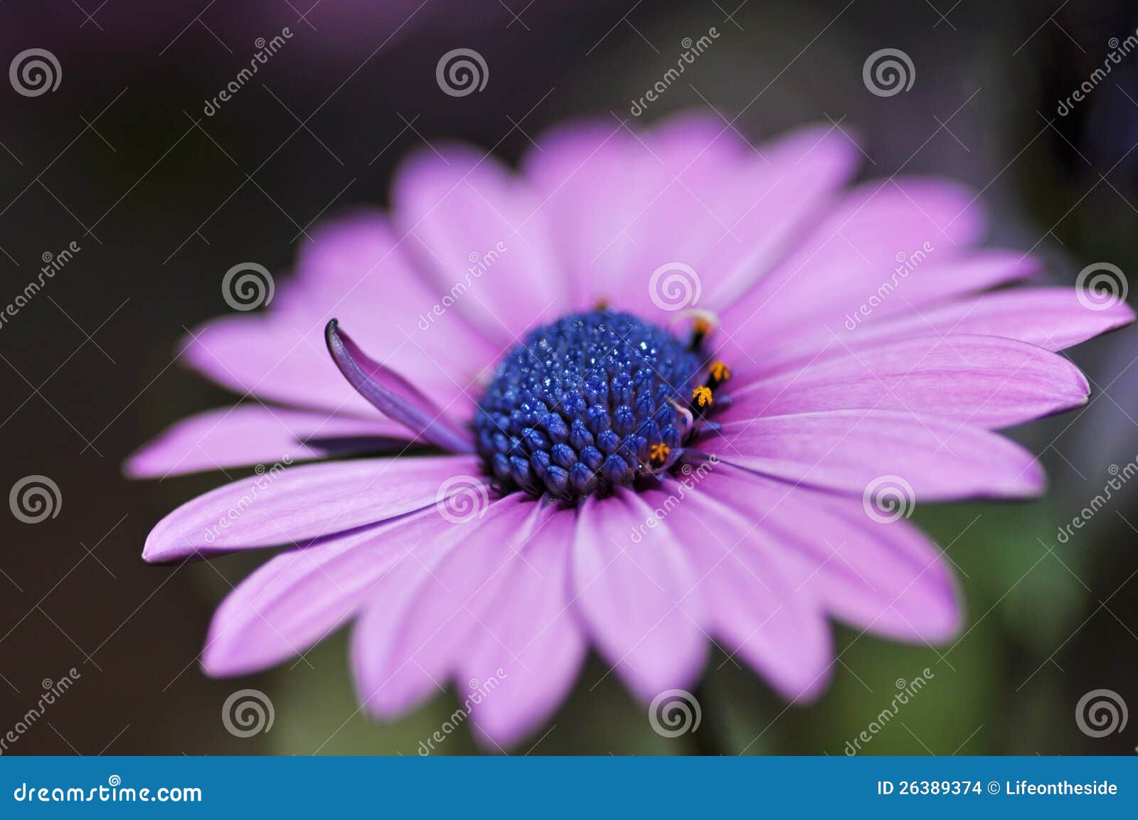 Pretty purple daisy stock photo. Image of colour, purple - 26389374