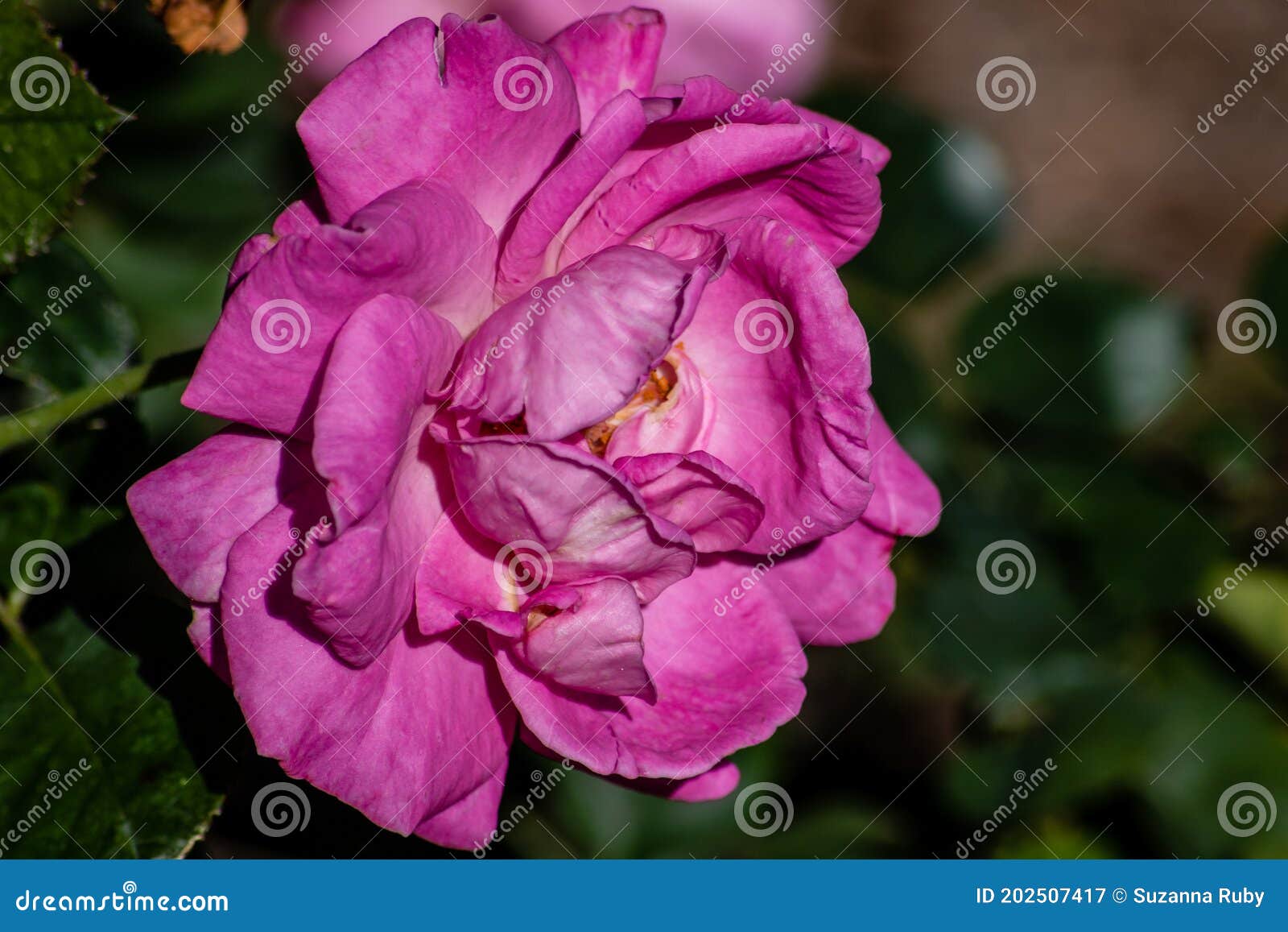 Pretty purple rose stock image. Image of bright, outdoors - 202507417