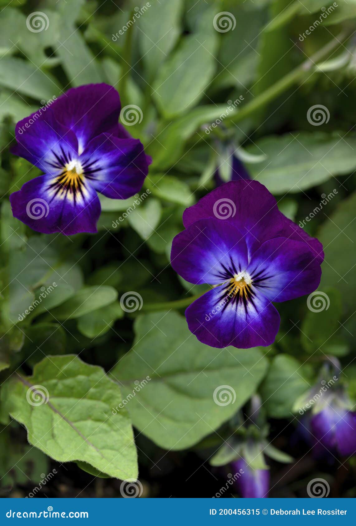 Pretty purple viola stock image. Image of isolated, floral - 200456315
