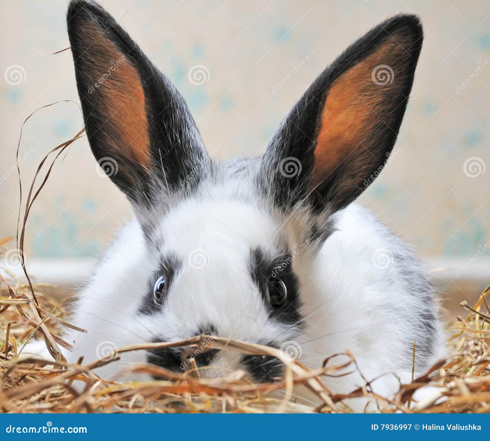 35,224 Pretty Rabbit Stock Photos - Free & Royalty-Free Stock Photos ...