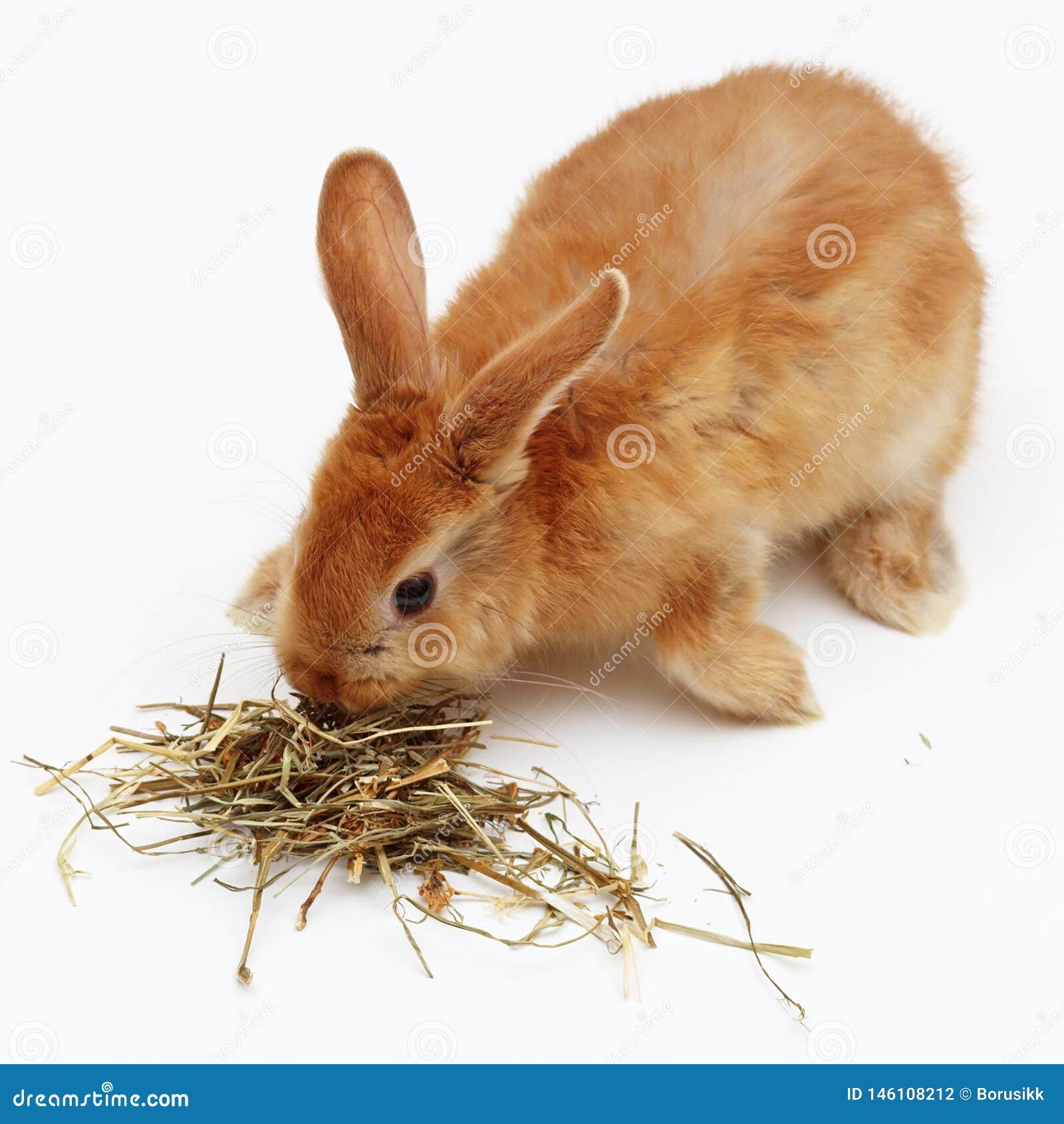 Pretty Rabbit Eating Hay on White Background Stock Photo - Image of ...