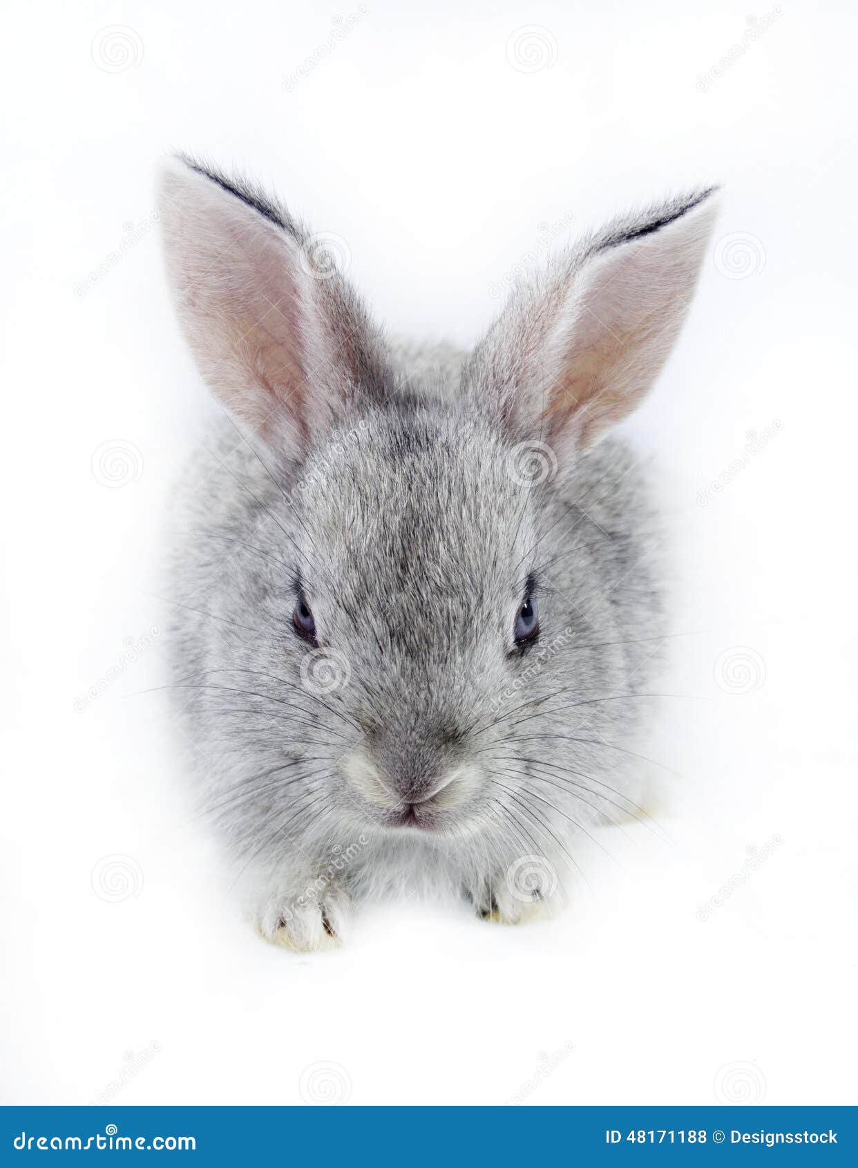 Pretty rabbit stock photo. Image of isolated, clean, studio - 48171188