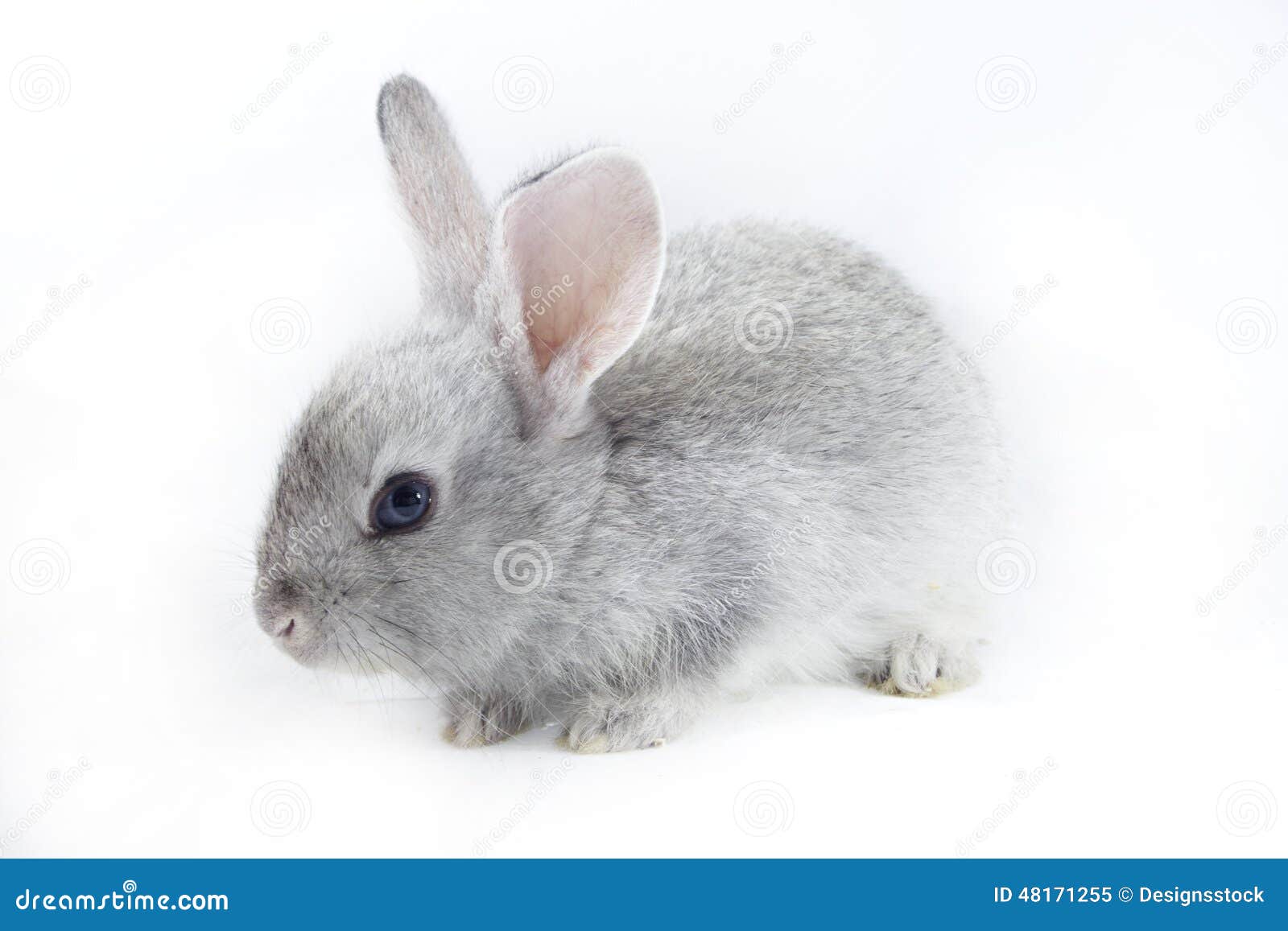 Pretty rabbit stock image. Image of fluffy, puppy, pets - 48171255