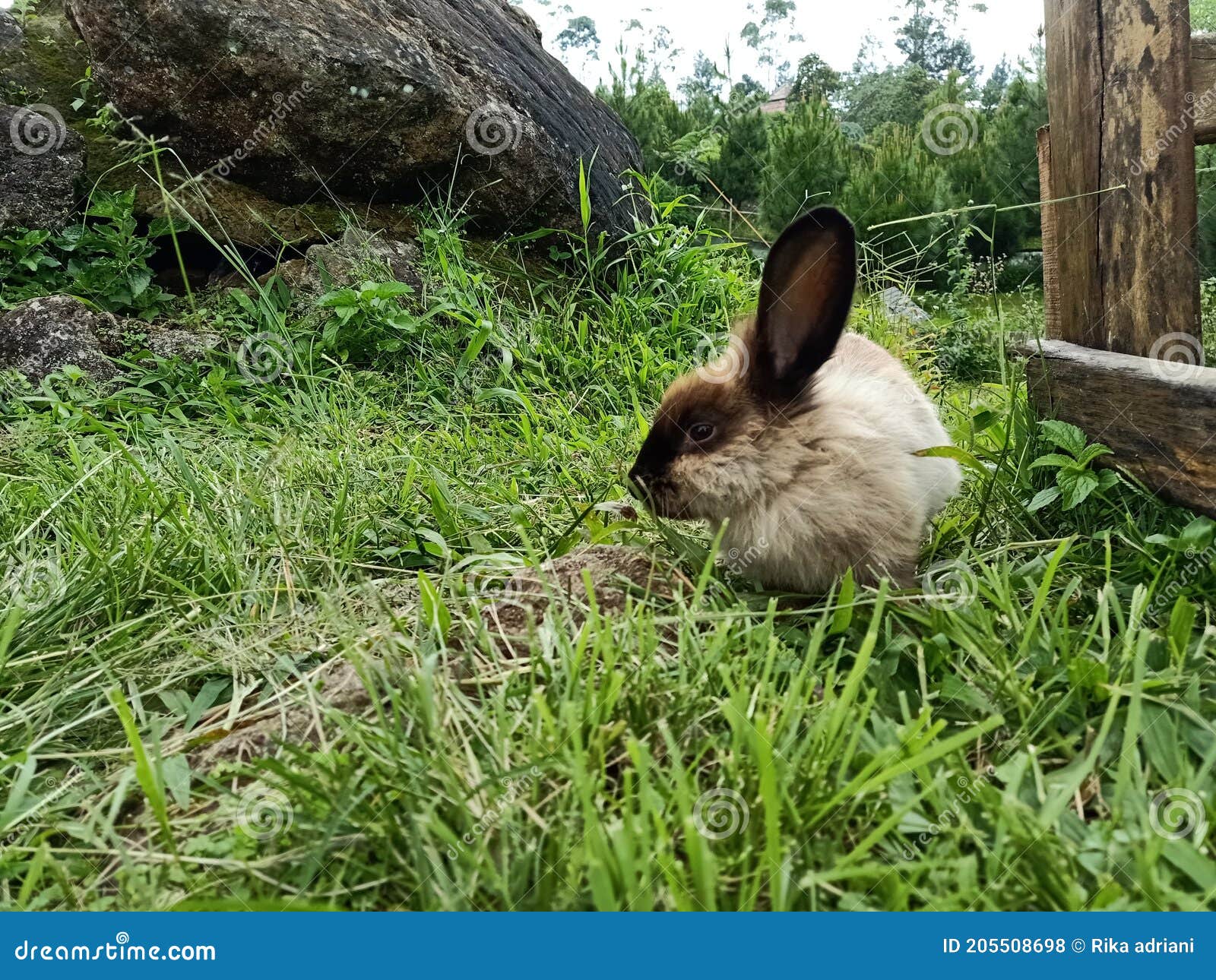 The pretty rabbit stock photo. Image of rabbit, prairie - 205508698