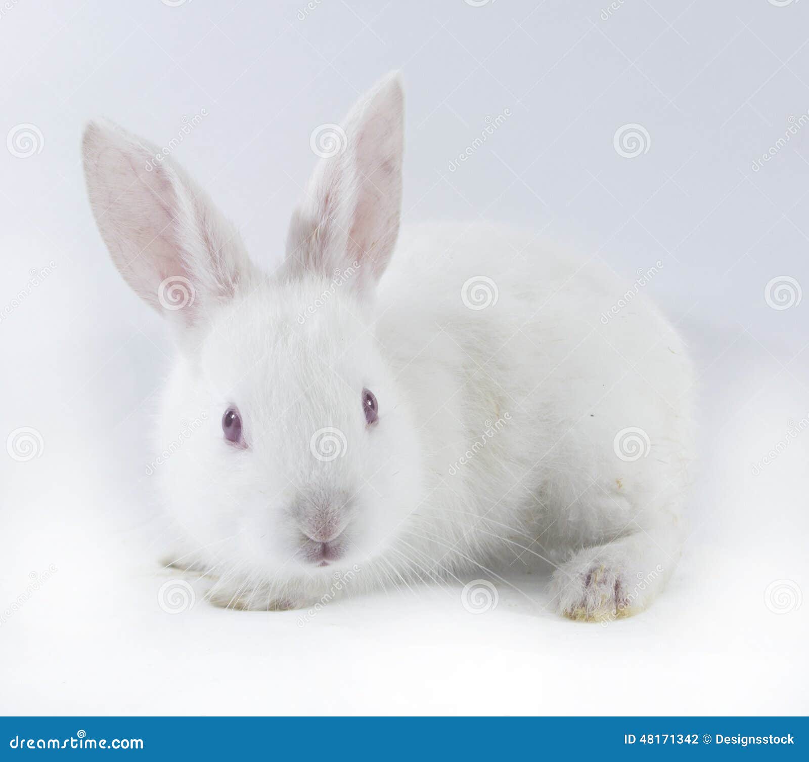Pretty rabbit stock photo. Image of elegant, small, cute - 48171342