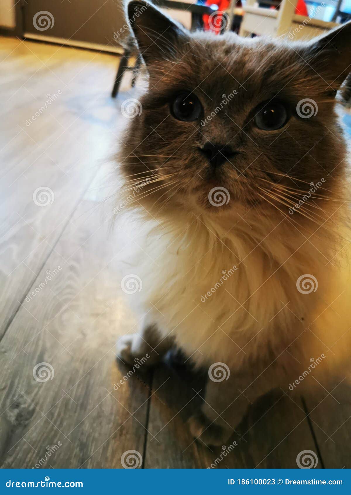 Pretty ragdoll cat stock image. Image of snout, animal - 186100023