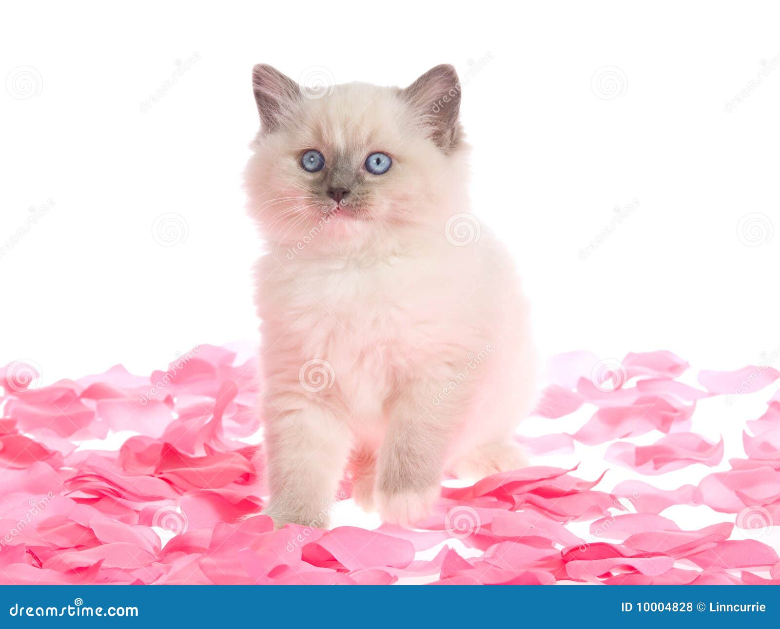 Pretty Ragdoll Kitten on Pink Rose Petals Stock Photo - Image of mitted ...