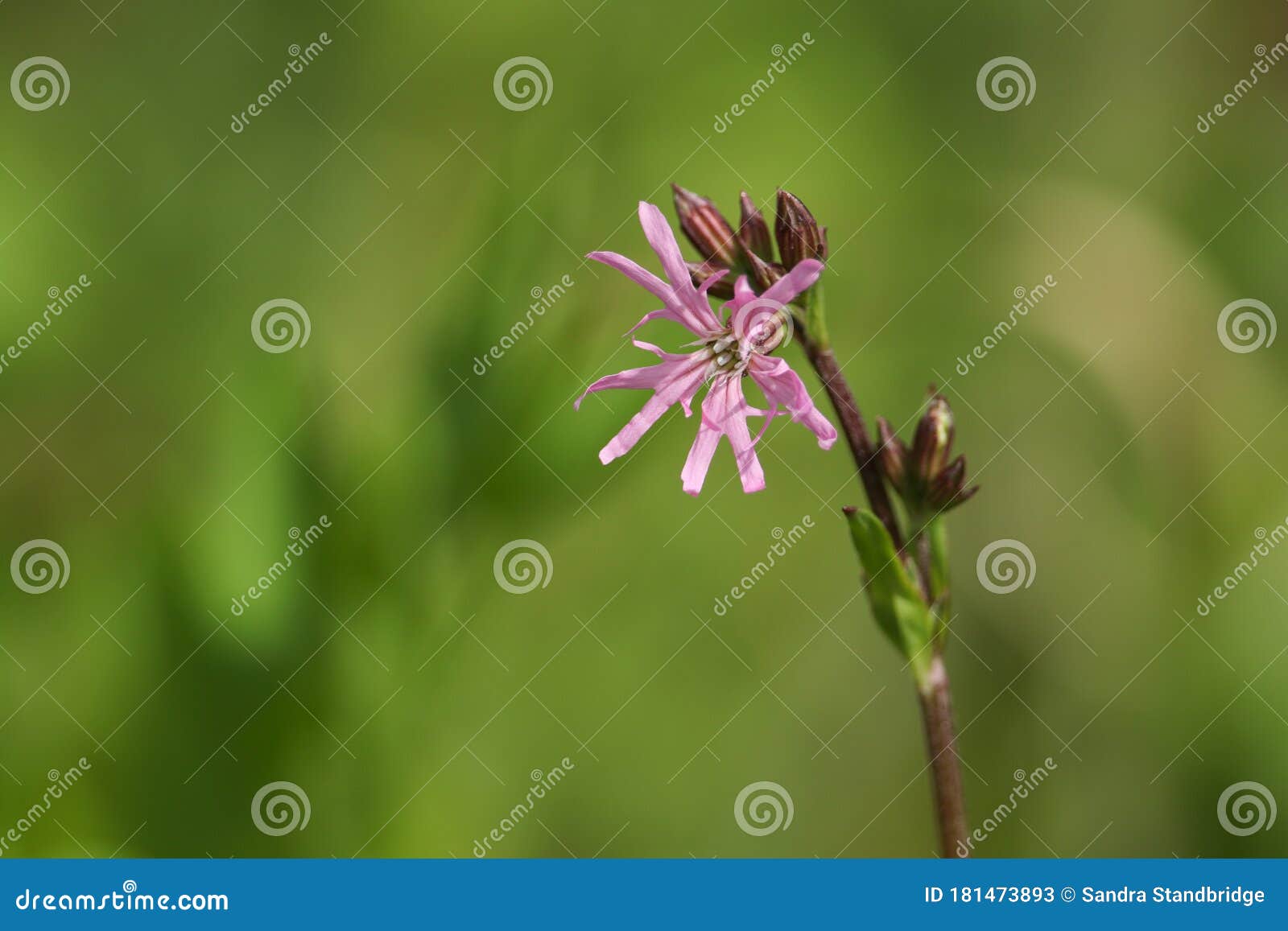 A Ragged-Robin Flower, Lychnis Flos-cuculi, Growing in a Meadow in ...